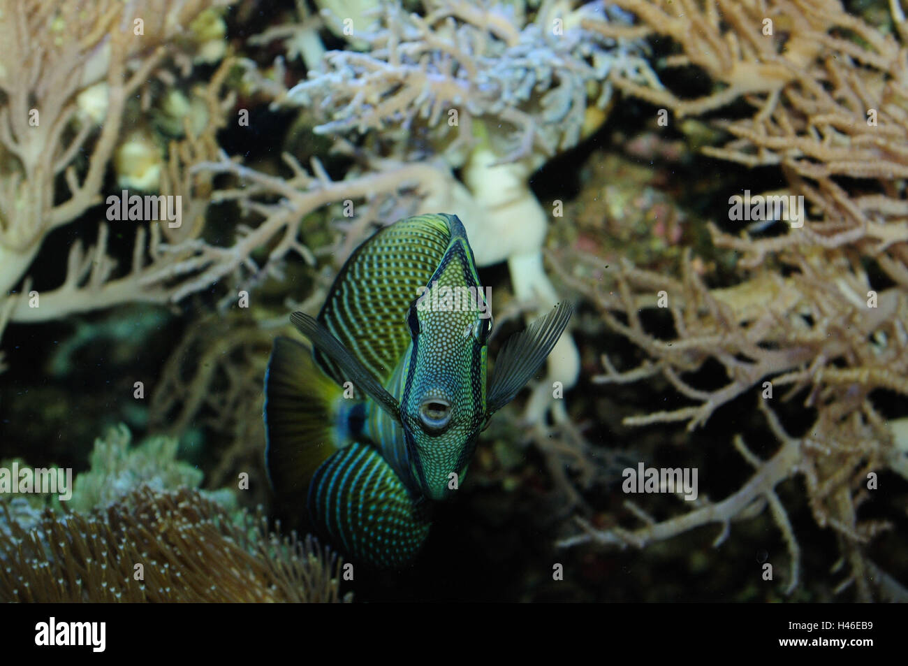 Zebra fish hi-res stock photography and images - Alamy