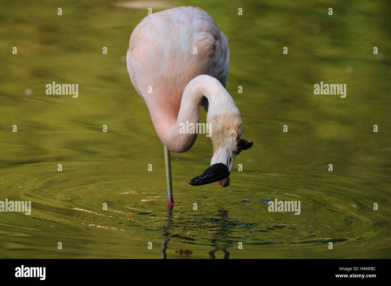 Phoenicopterus Scratching High Resolution Stock Photography and Images ...