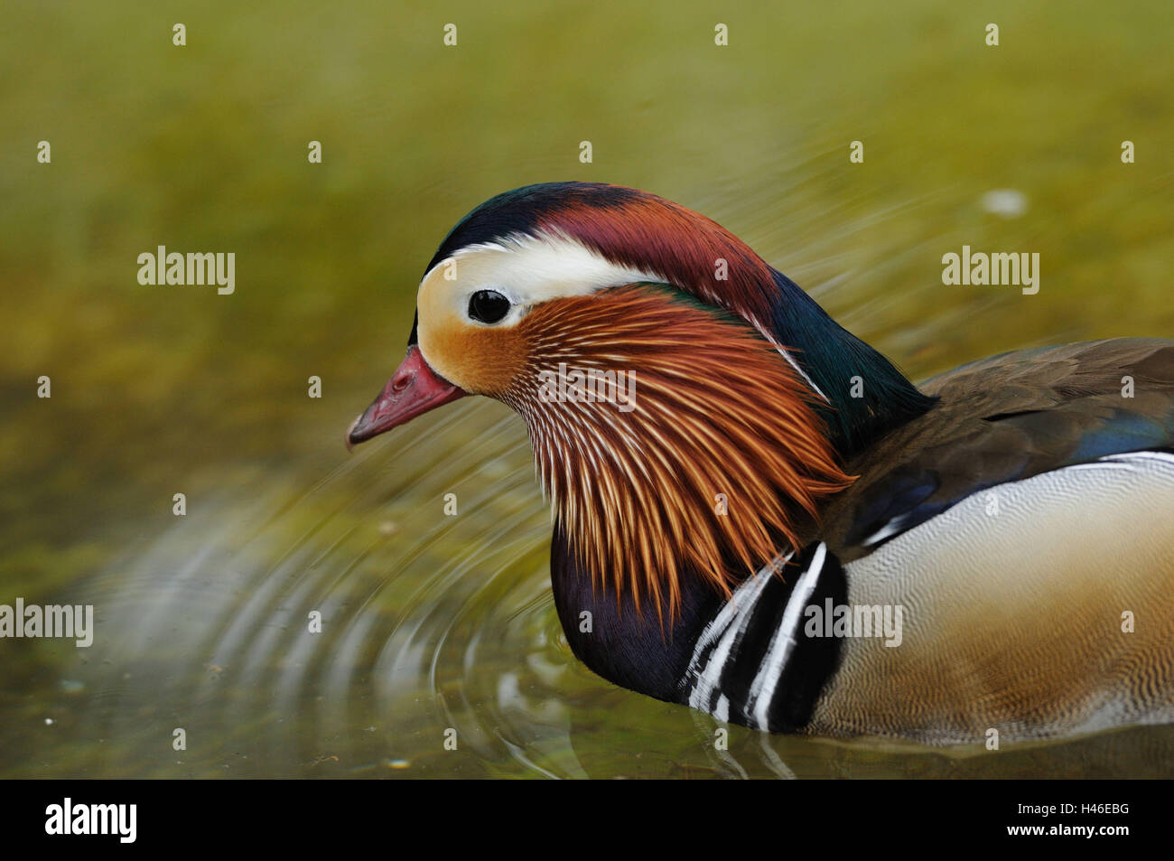 Portrait mandarin duck hi-res stock photography and images - Alamy