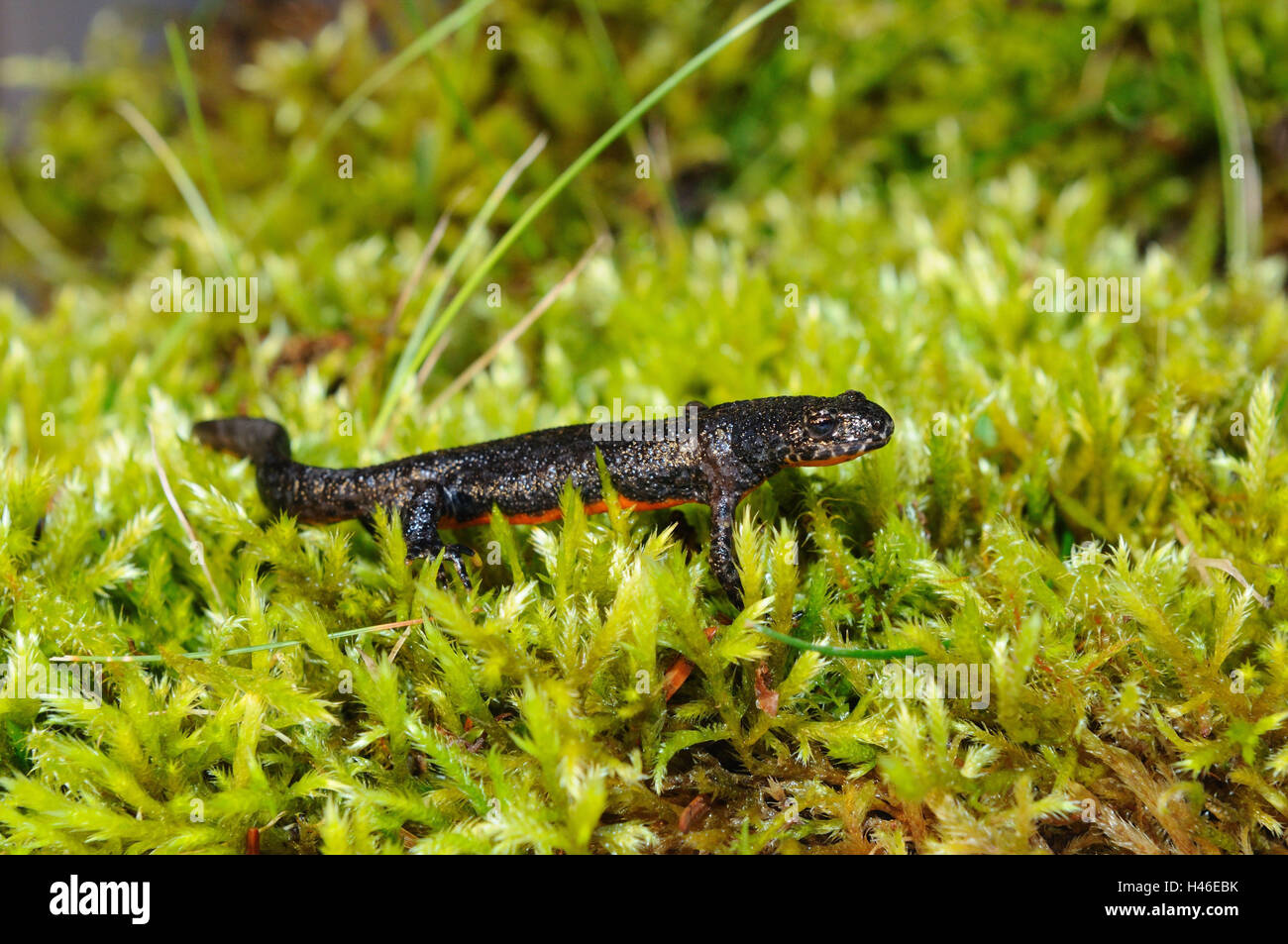 Ichthyosaura hi-res stock photography and images - Alamy