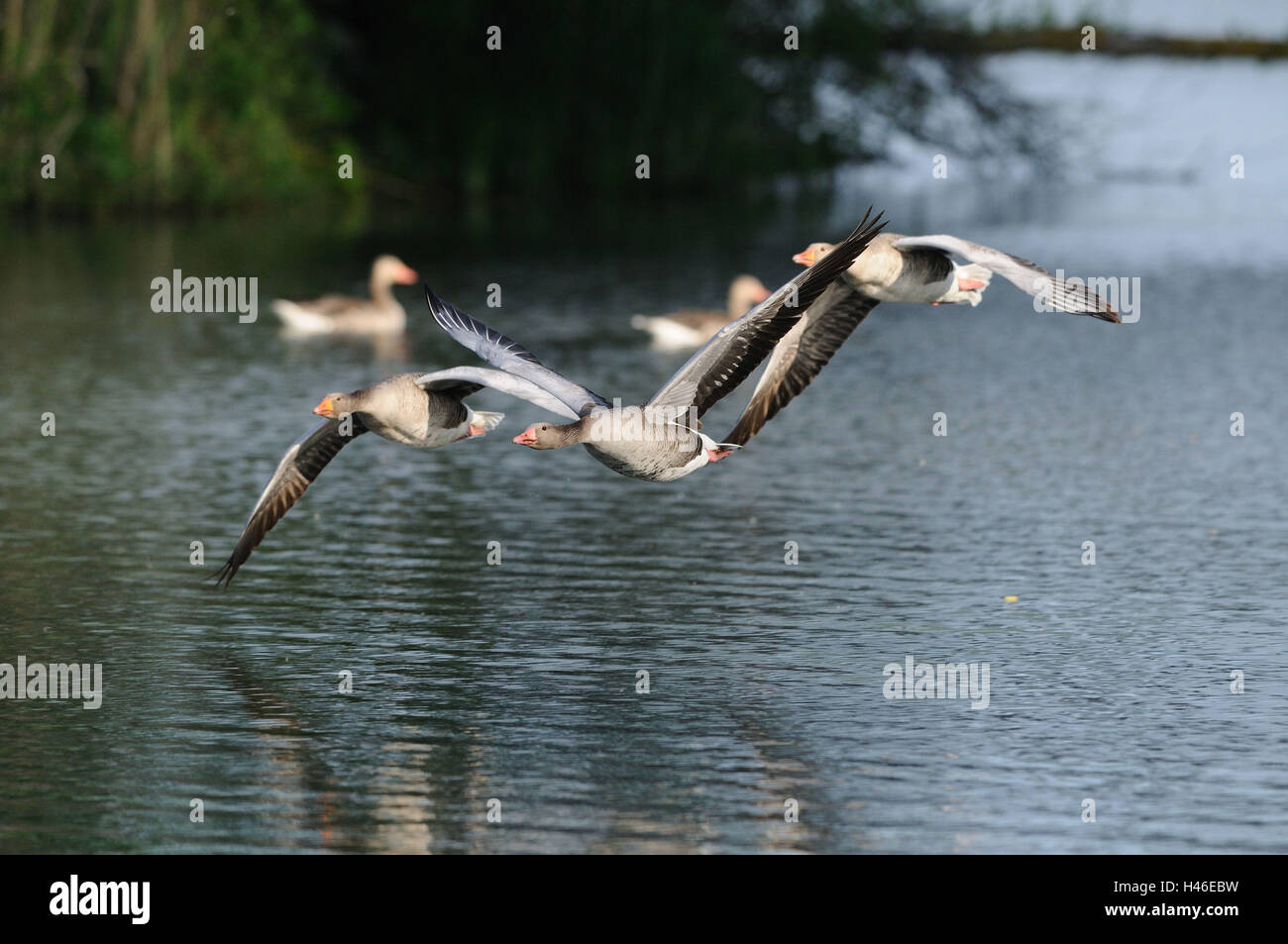 Greylag goose, Anser anser, fly, side view Stock Photo - Alamy