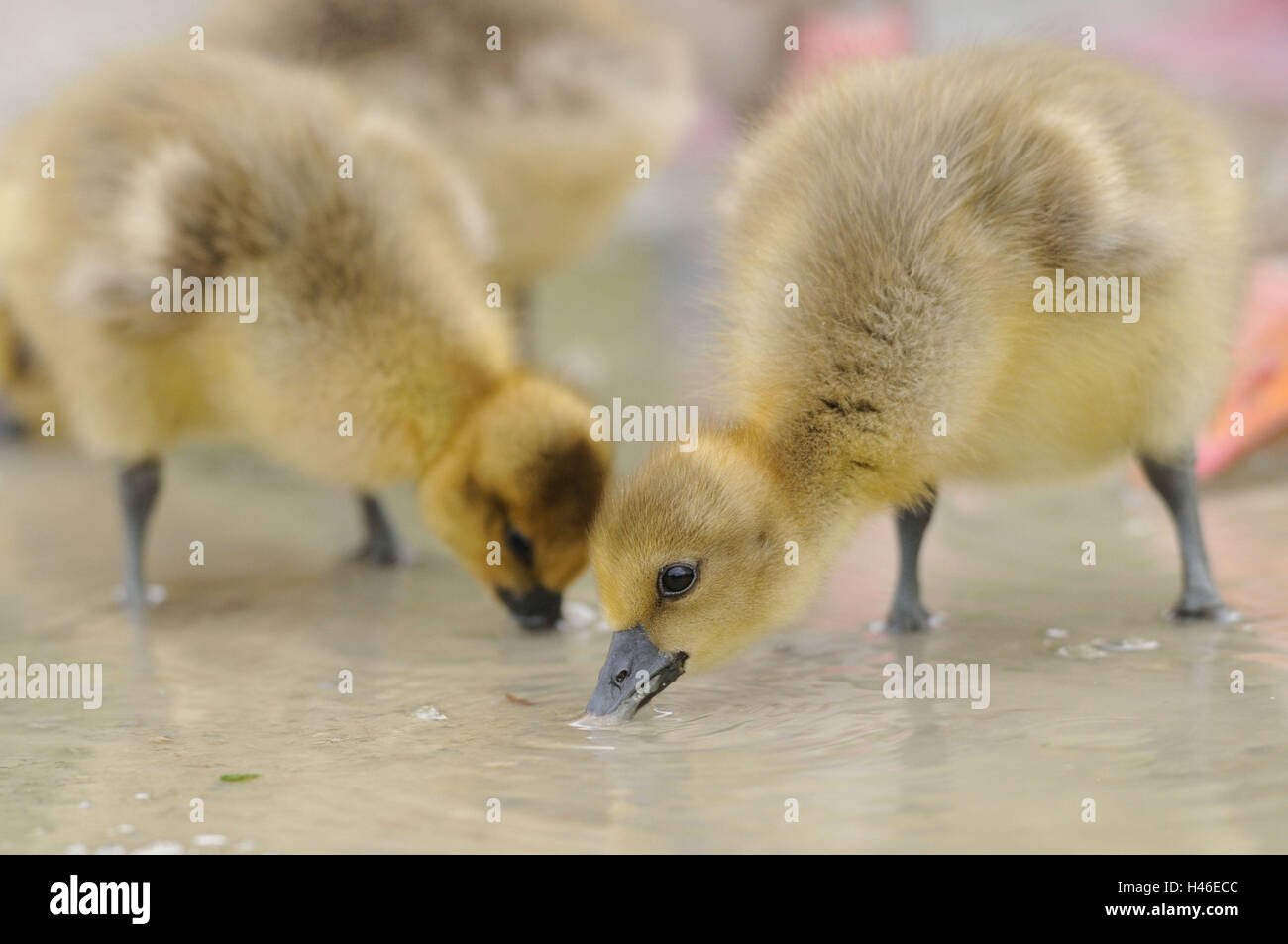 Greylag goose, Anser anser, water, side view, drinking Stock Photo - Alamy