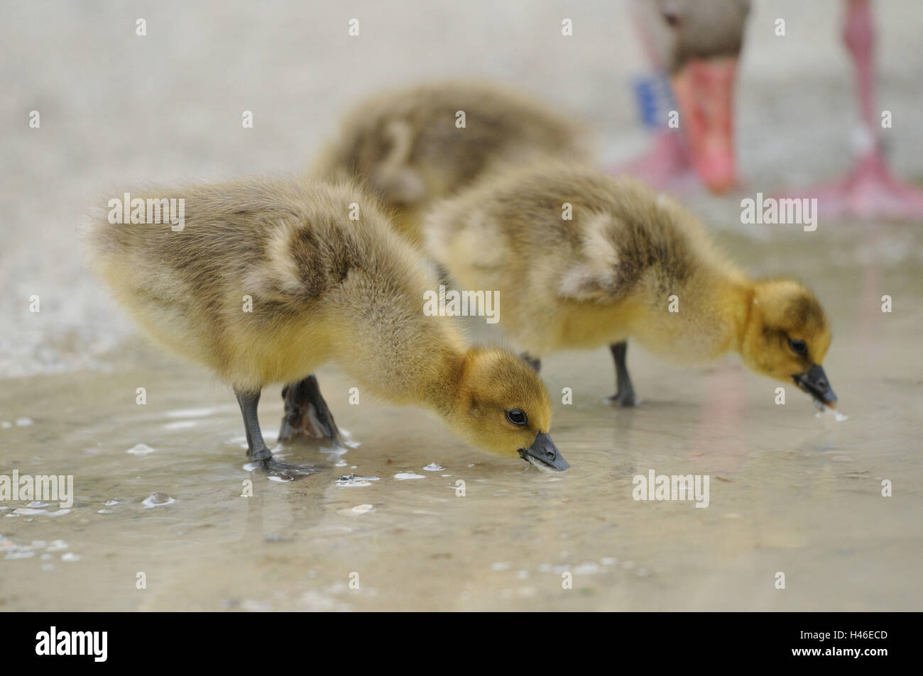 Greylag goose, Anser anser, water, side view, drinking Stock Photo - Alamy