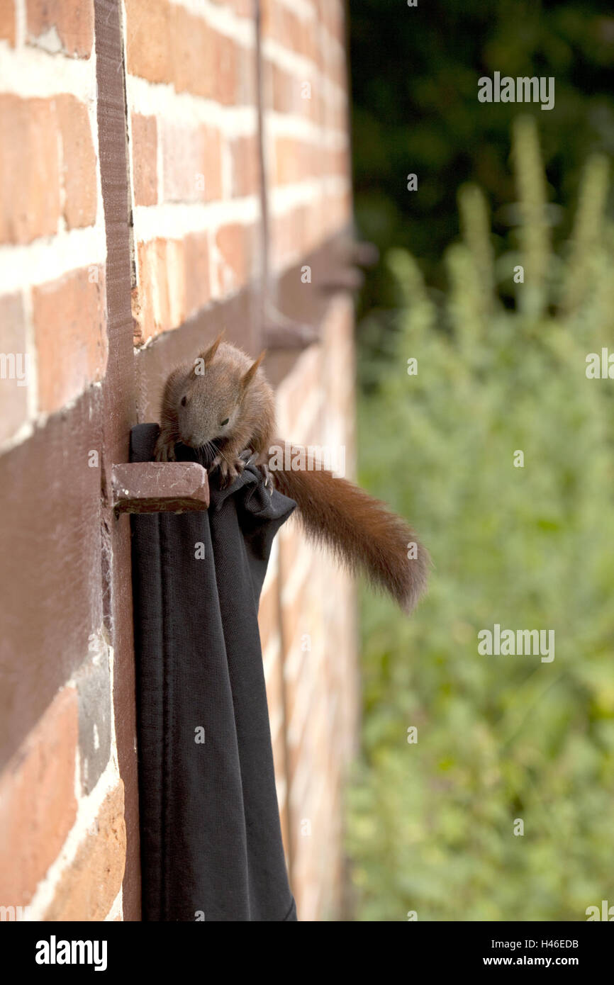 Squirrel, house wall, animal, rodent, squirrel, climbing, curiosity ...