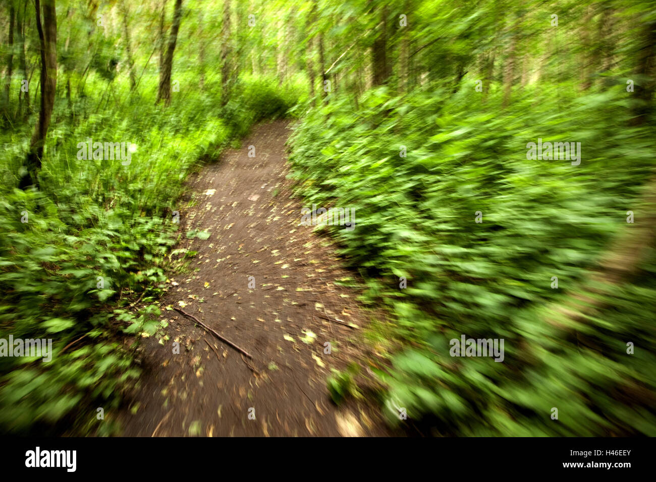 Wood, way, trees, forest way, nature, birch forest, spring, plant ...