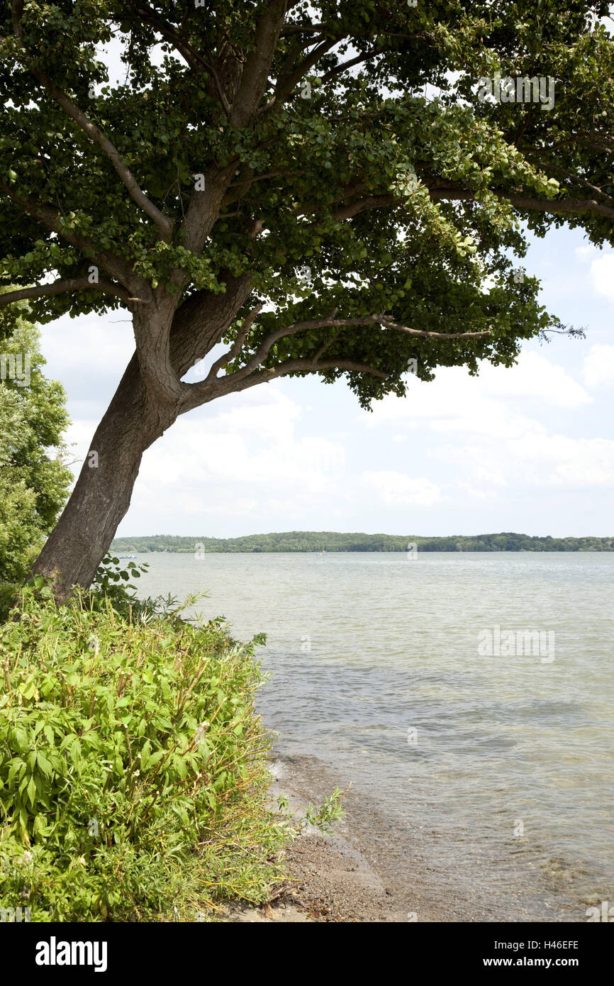 Lake, tree, reflection, outdoors, summer, water, nature, landscape ...