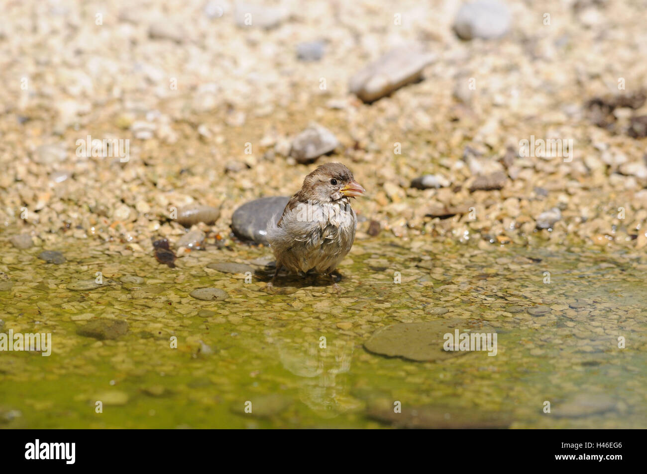 Female passer montanus hi-res stock photography and images - Alamy