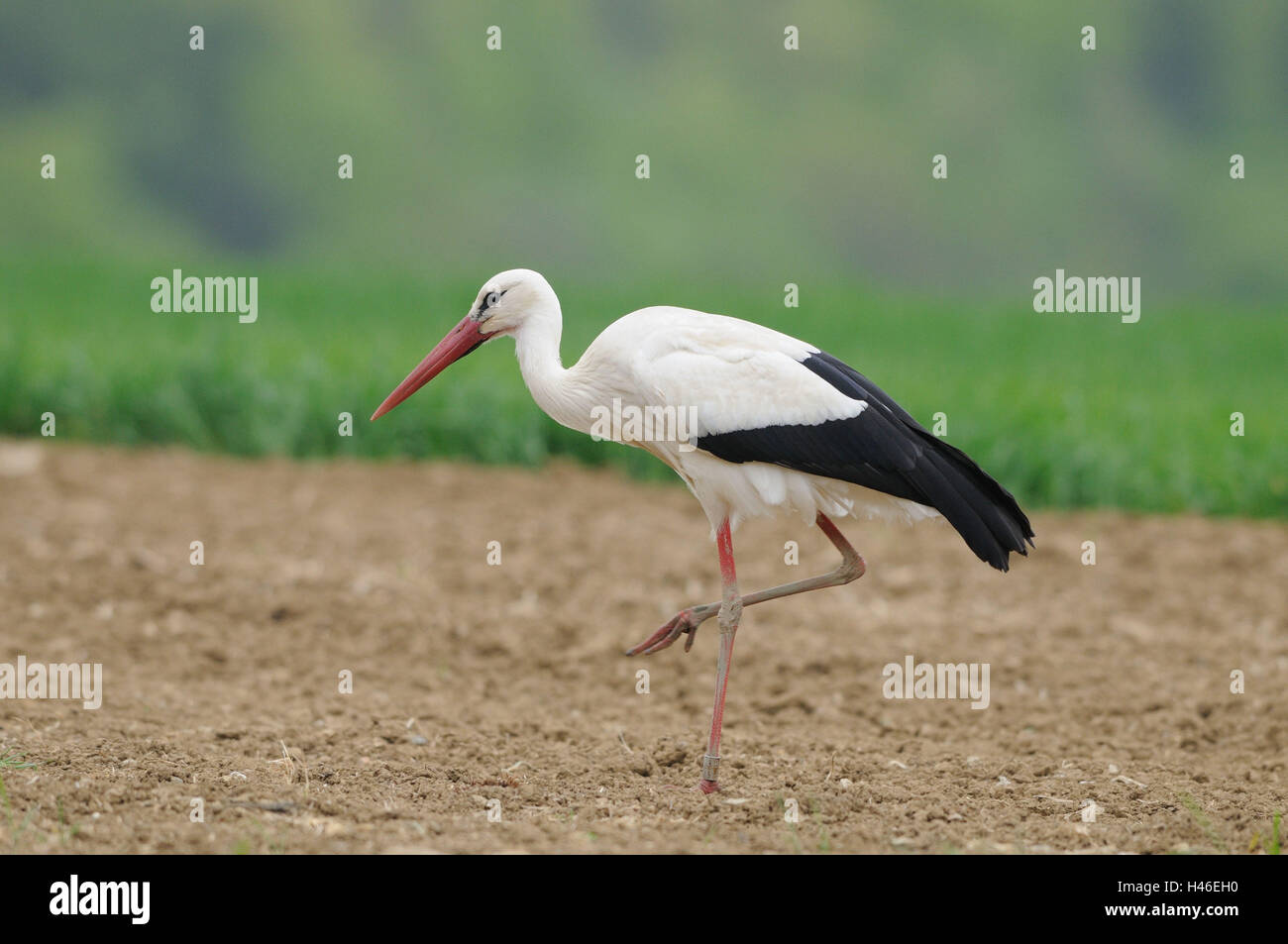 White stork, Ciconia ciconia, field, go, side view Stock Photo - Alamy