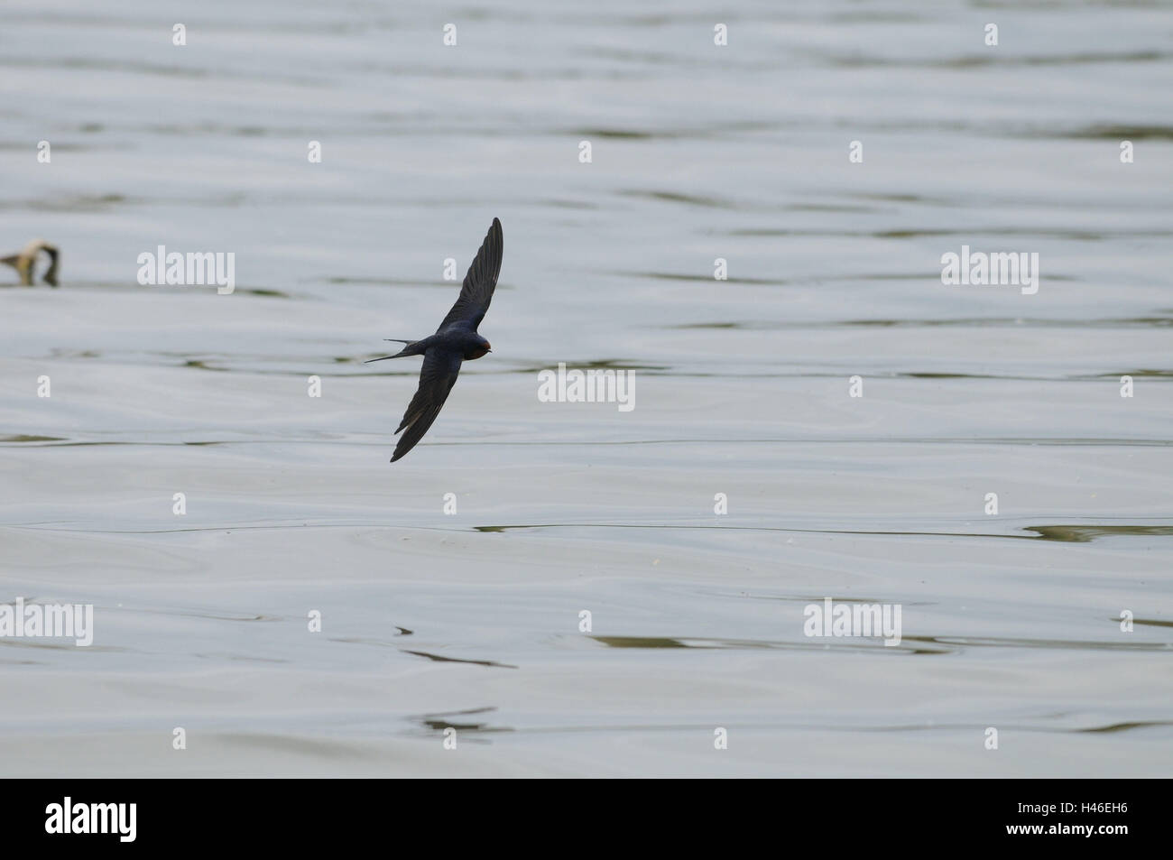 Swallow, Hirundo rustica, fly, water, side view Stock Photo - Alamy