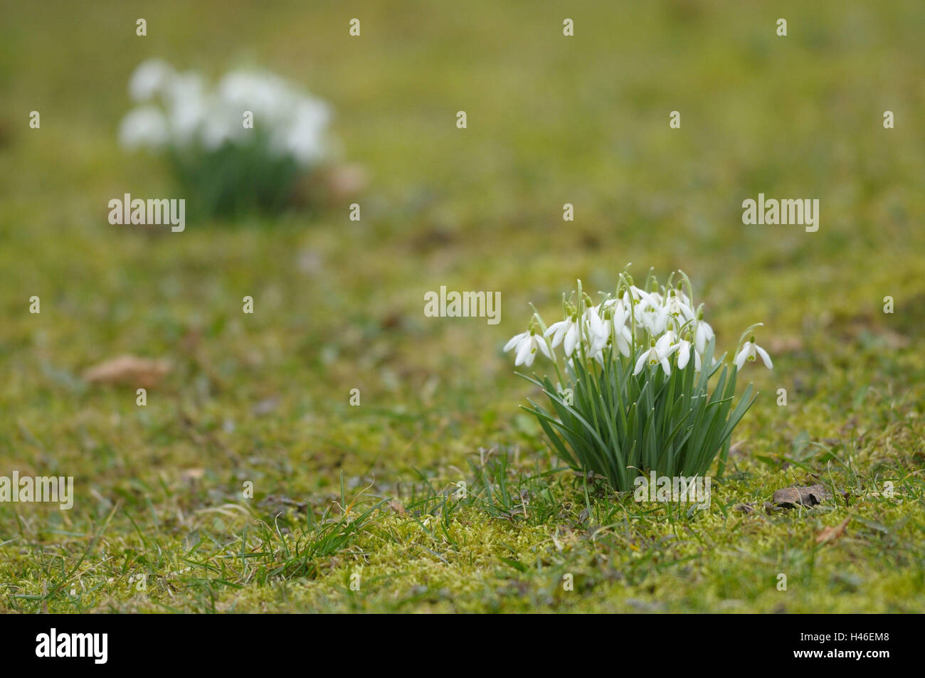 Snow Bells Flowers Stock Photos & Snow Bells Flowers Stock Images - Alamy