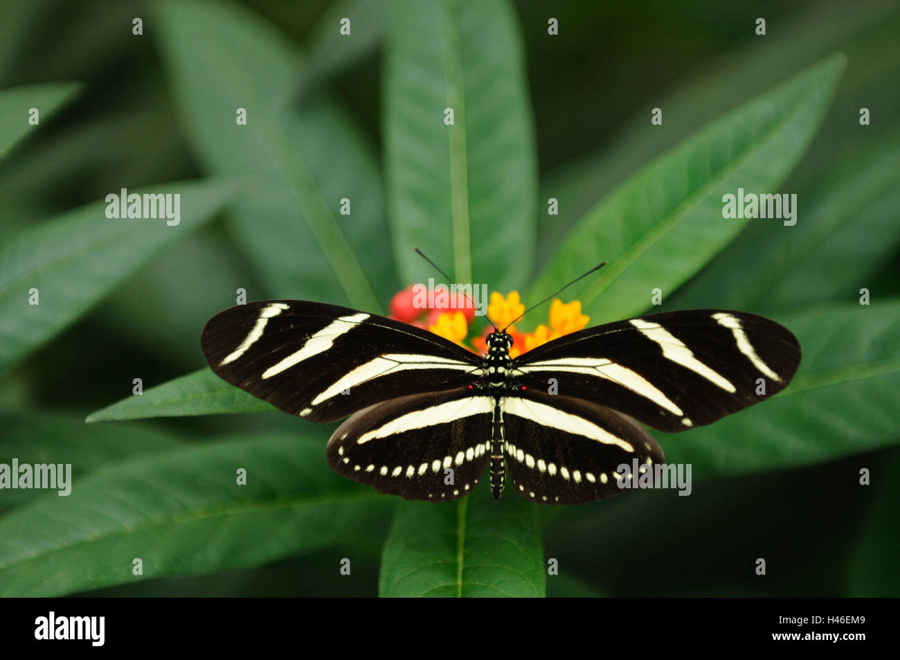 Zebra butterfly, Heliconius charithonia Stock Photo - Alamy