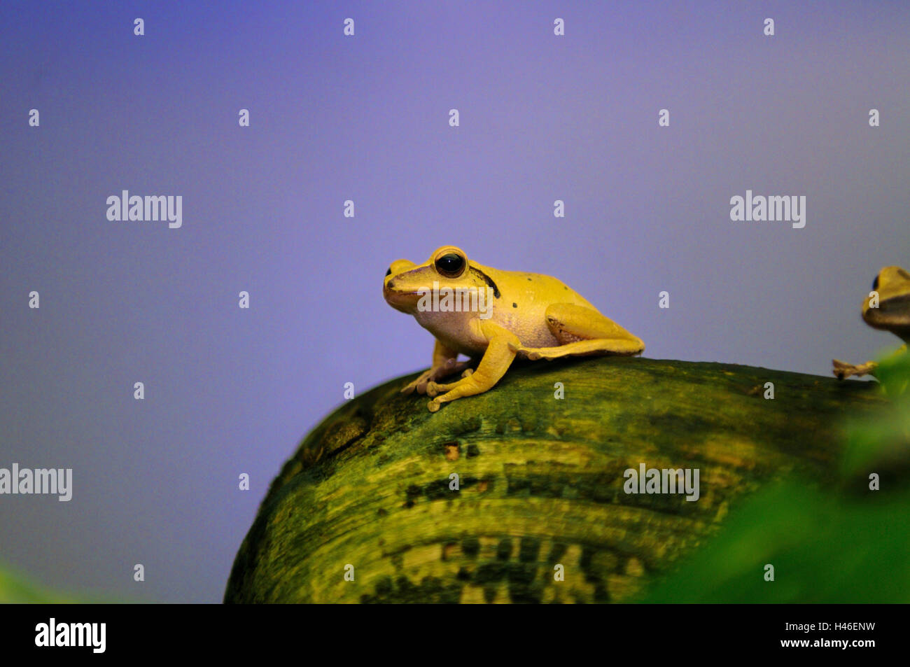 White beard oar frog, Rhacophorus leucomystax, sit, at the side, focus ...