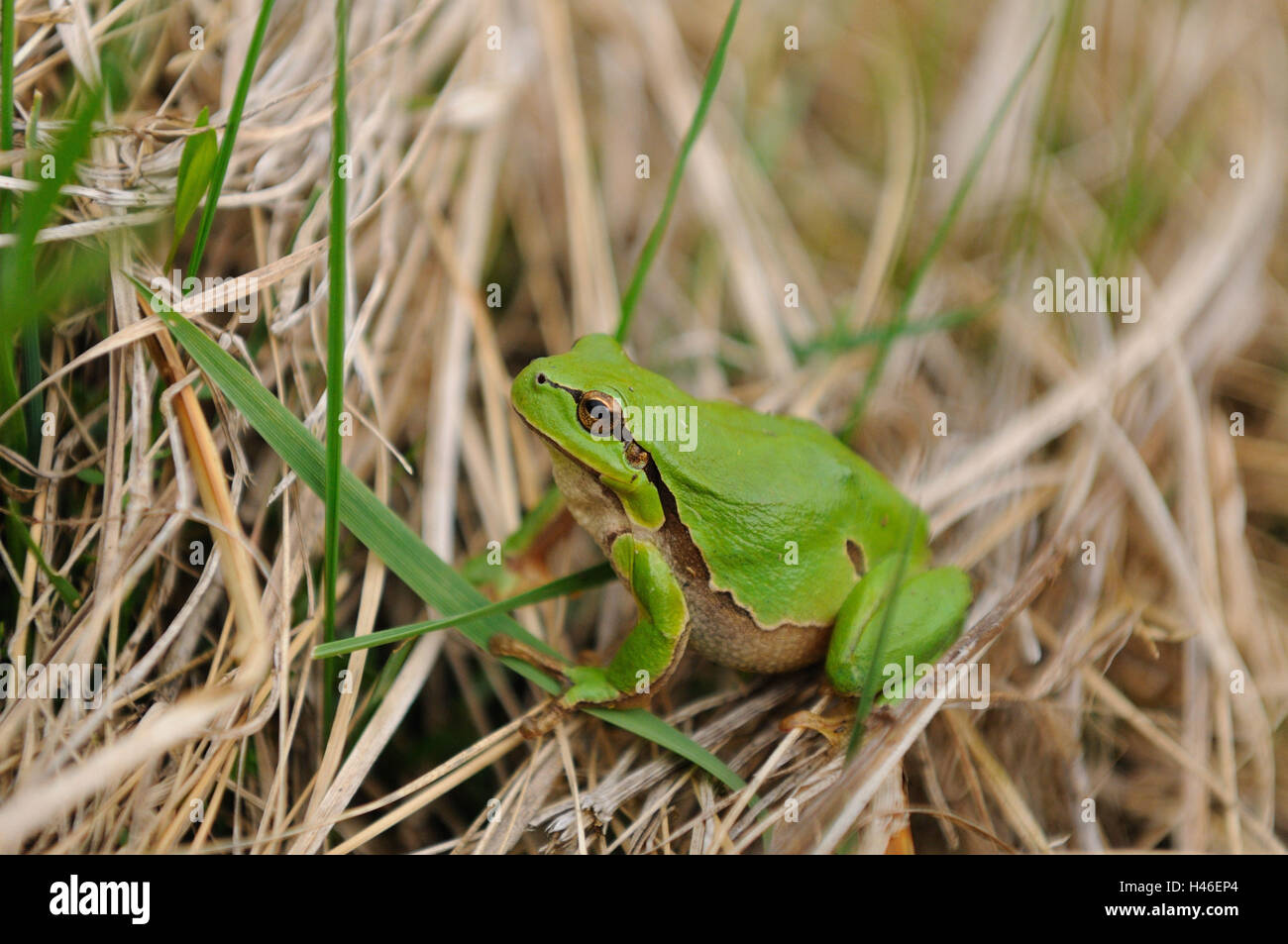 Side view of frog hi-res stock photography and images - Alamy