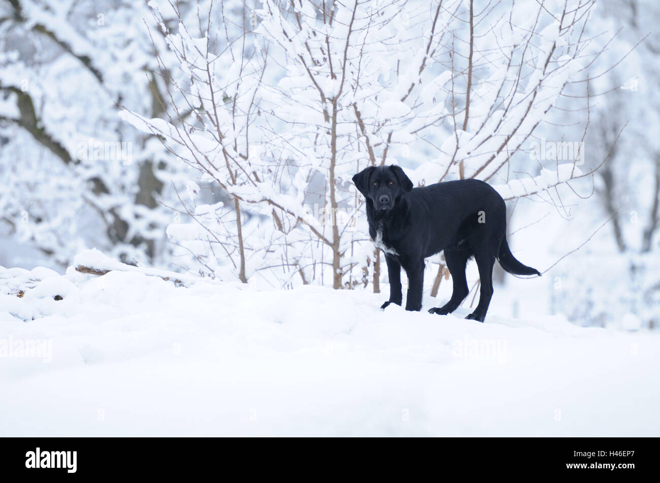 Labrador retriever, winter landscape, side view, standing, looking at ...