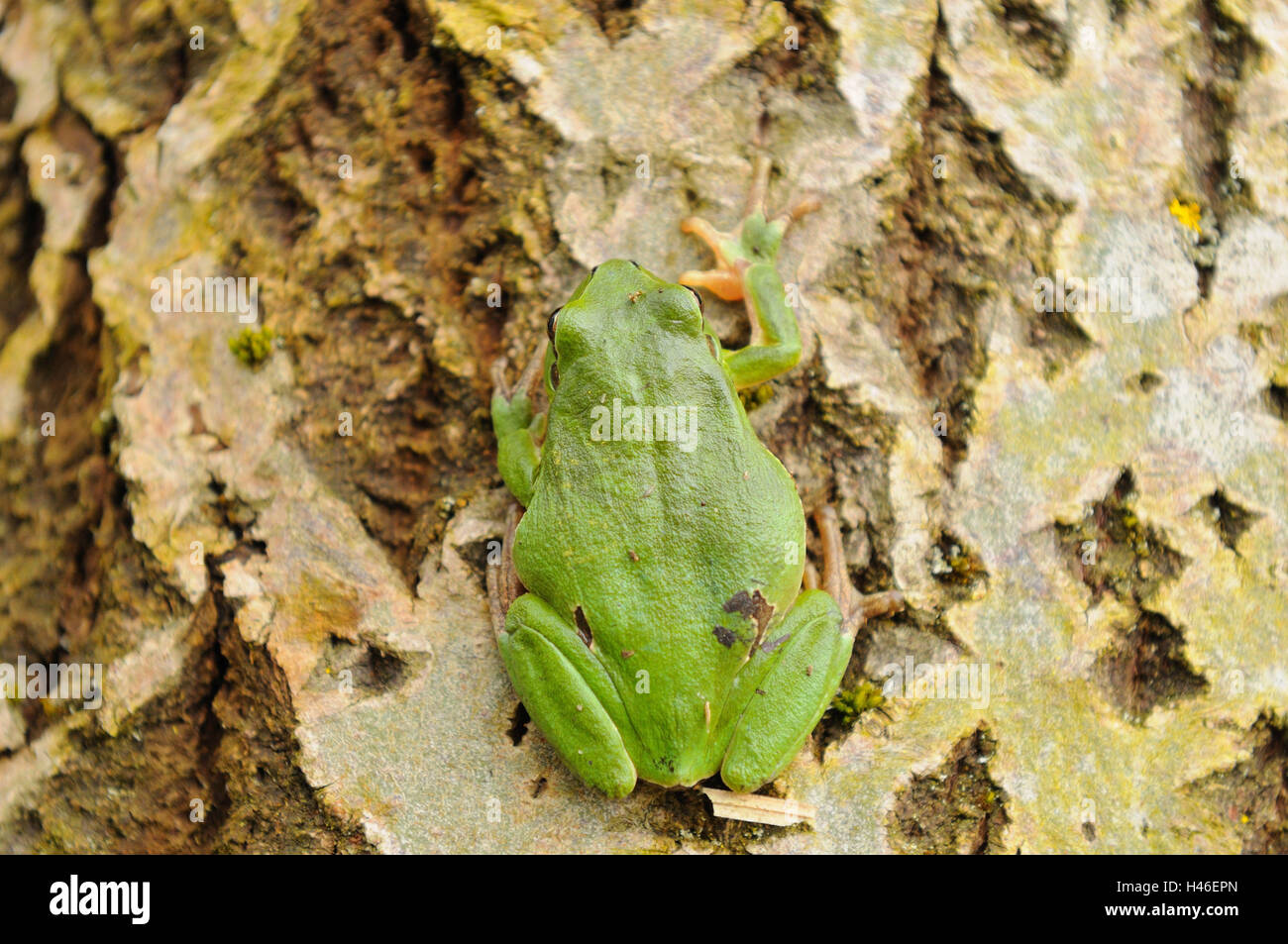 Meadow tree frog hi-res stock photography and images - Alamy