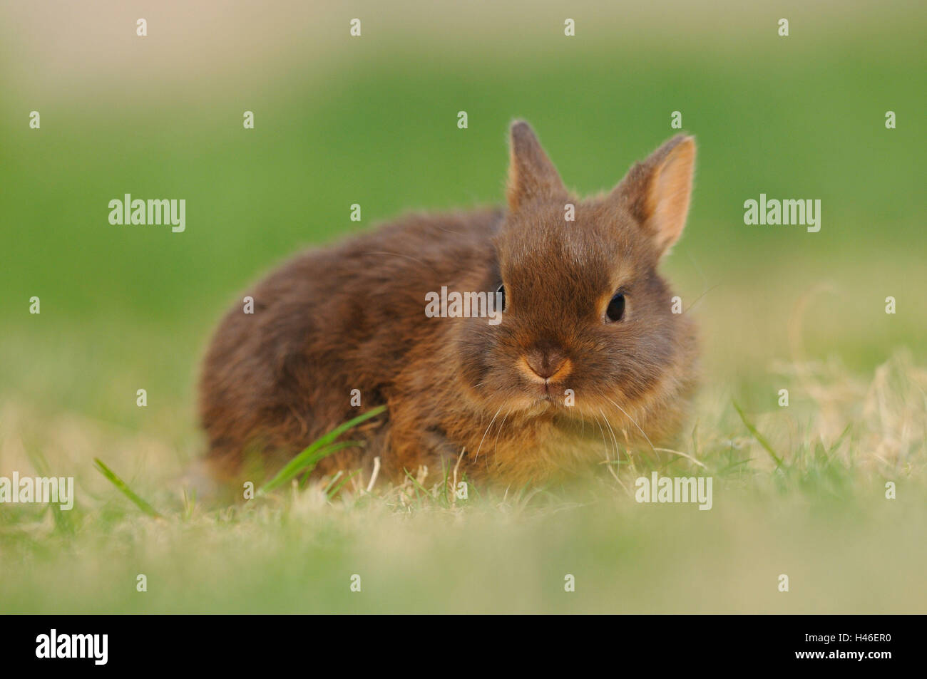 Netherland Dwarf rabbit 'loh Havanna', young animal, meadow, front view ...
