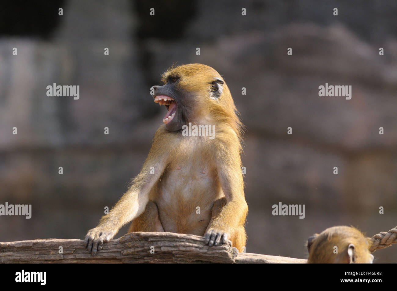 Guinea baboon, Papio papio, young animal, sitting Stock Photo - Alamy