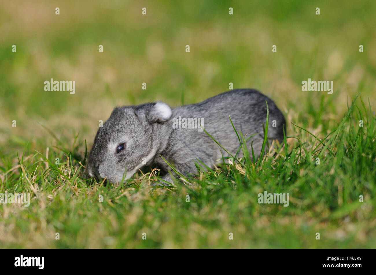 Big chinchilla rabbits, young animal, meadow, side view, lie Stock ...