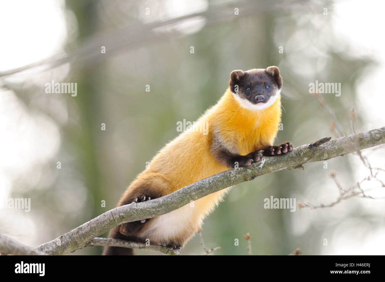 Yellow-throated marten, Martes flavigula, branch, side view, standing ...