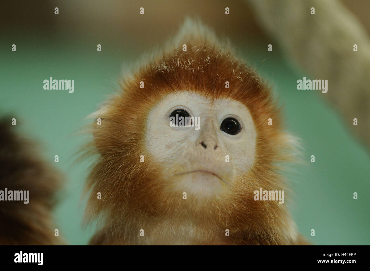 Long tailed langur hi-res stock photography and images - Alamy