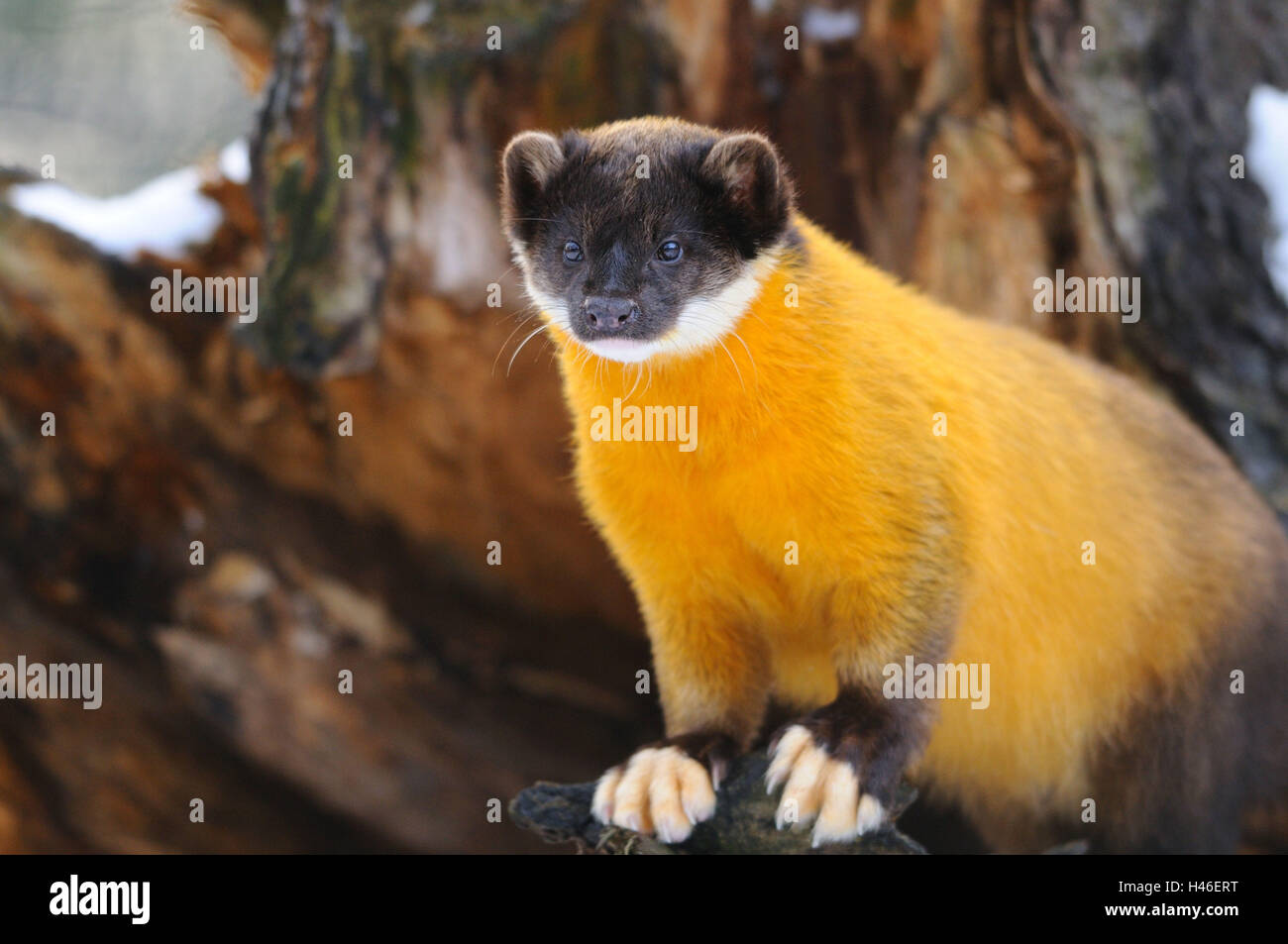 Yellow-throated marten, Martes flavigula, side view, standing, looking ...