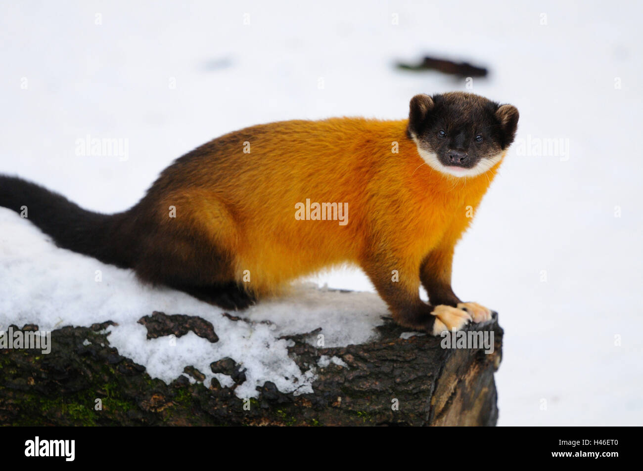 Yellow-throated marten, Martes flavigula, trunk, side view, sitting ...