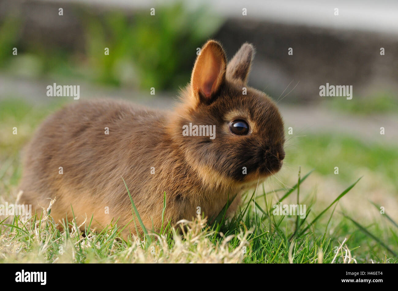 Colour dwarf 'blaze Havana', young animal, meadow, side view, sit Stock ...