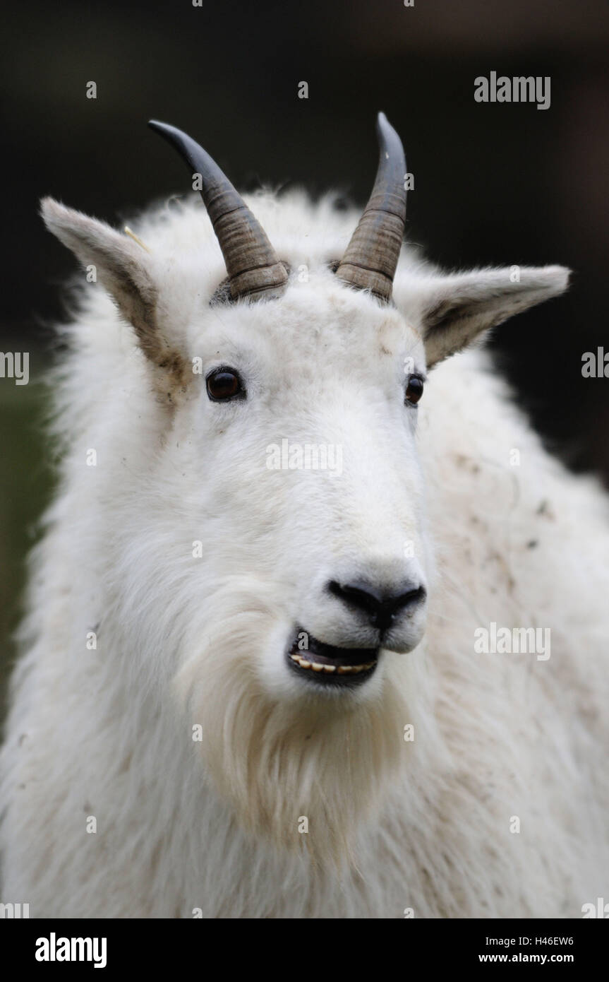 Mountain Goat Profile