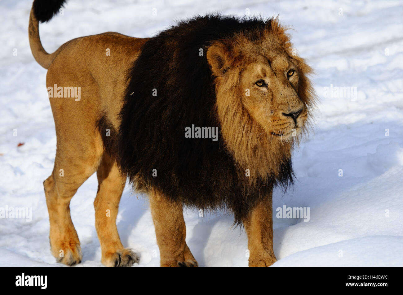 Lion side view hi-res stock photography and images - Alamy
