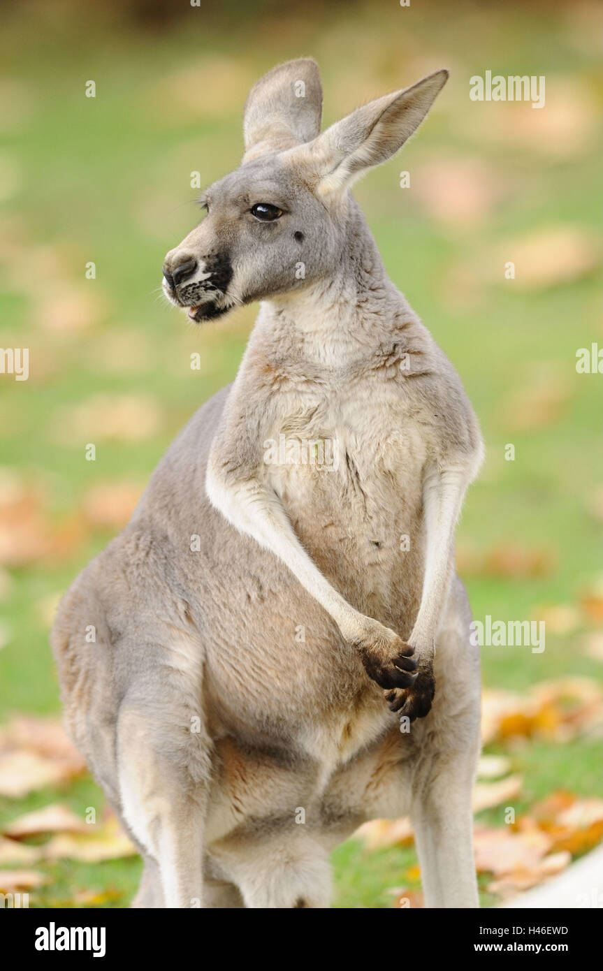 Red kangaroo, Macropus rufus, front view, sitting, looking sideways ...