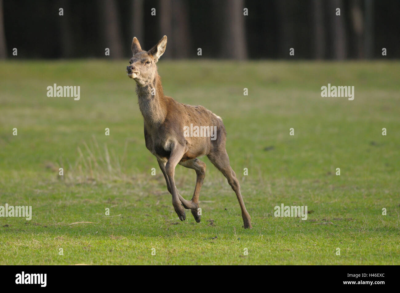 Red deer, Cervus elaphus, meadow, head-on, run, view in the camera ...