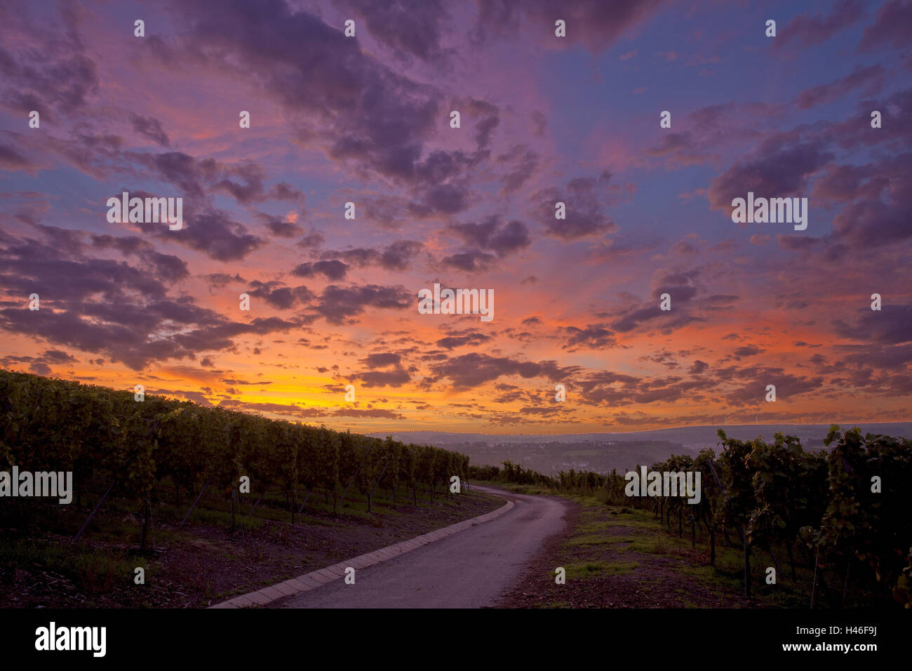 Germany, Rhineland-Palatinate, the Moselle, Trier, wine culture path ...