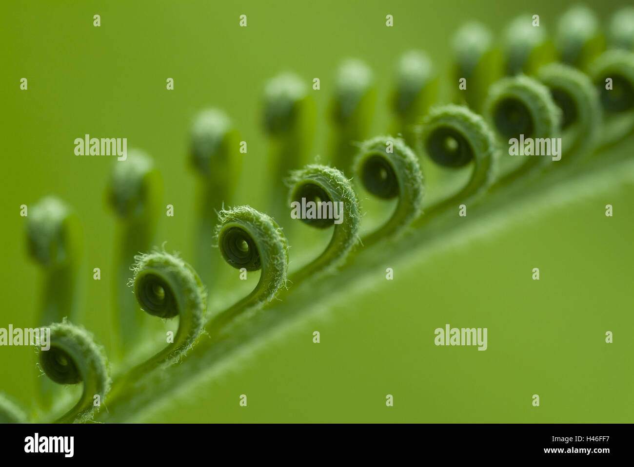 Cycadales hi-res stock photography and images - Alamy