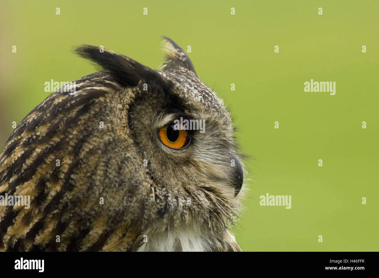 Profile portrait of eagle owl hi-res stock photography and images - Alamy