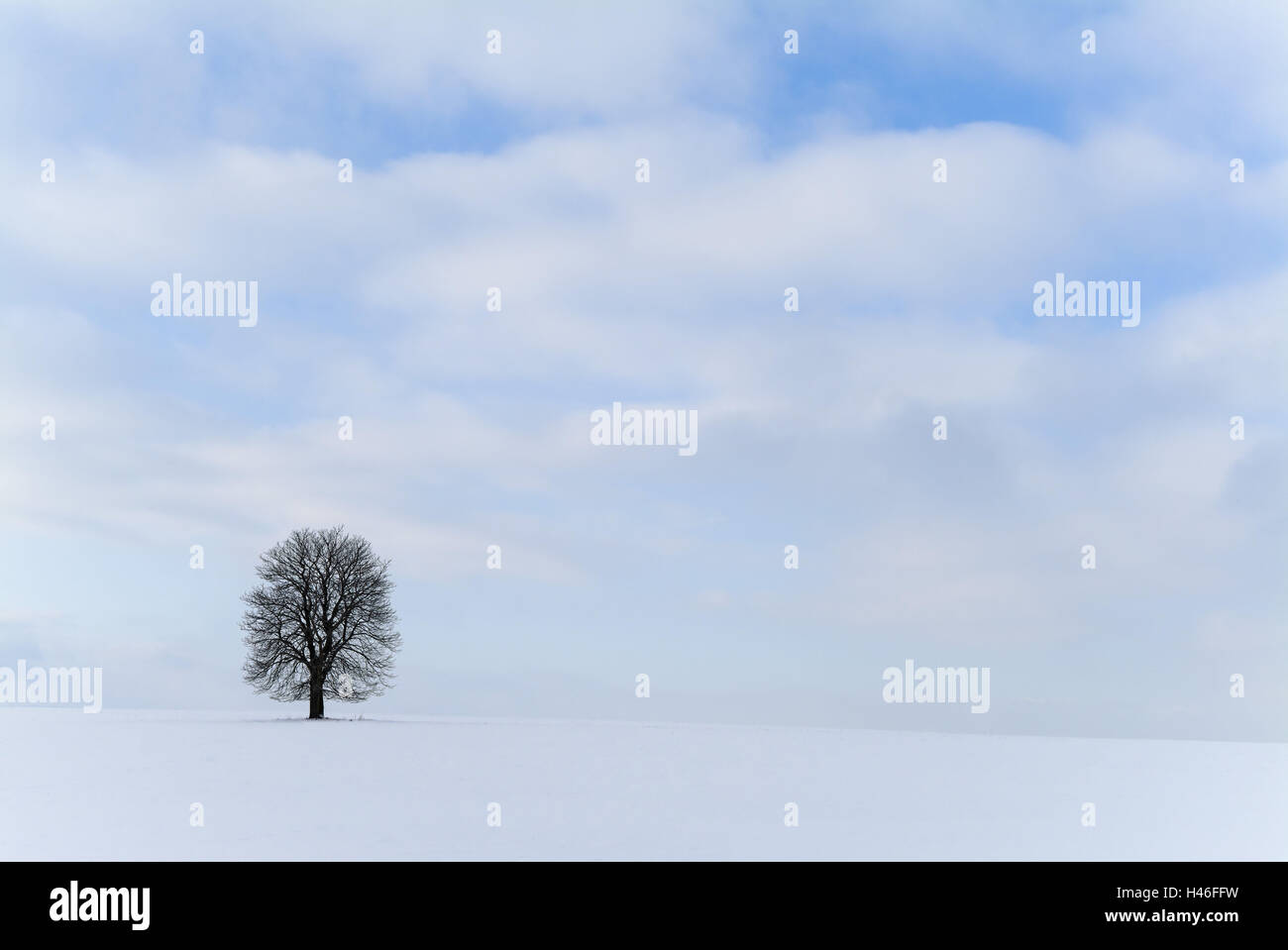 Solitaire chestnut tree on snow-covered field, Aesculus hippocastanum ...