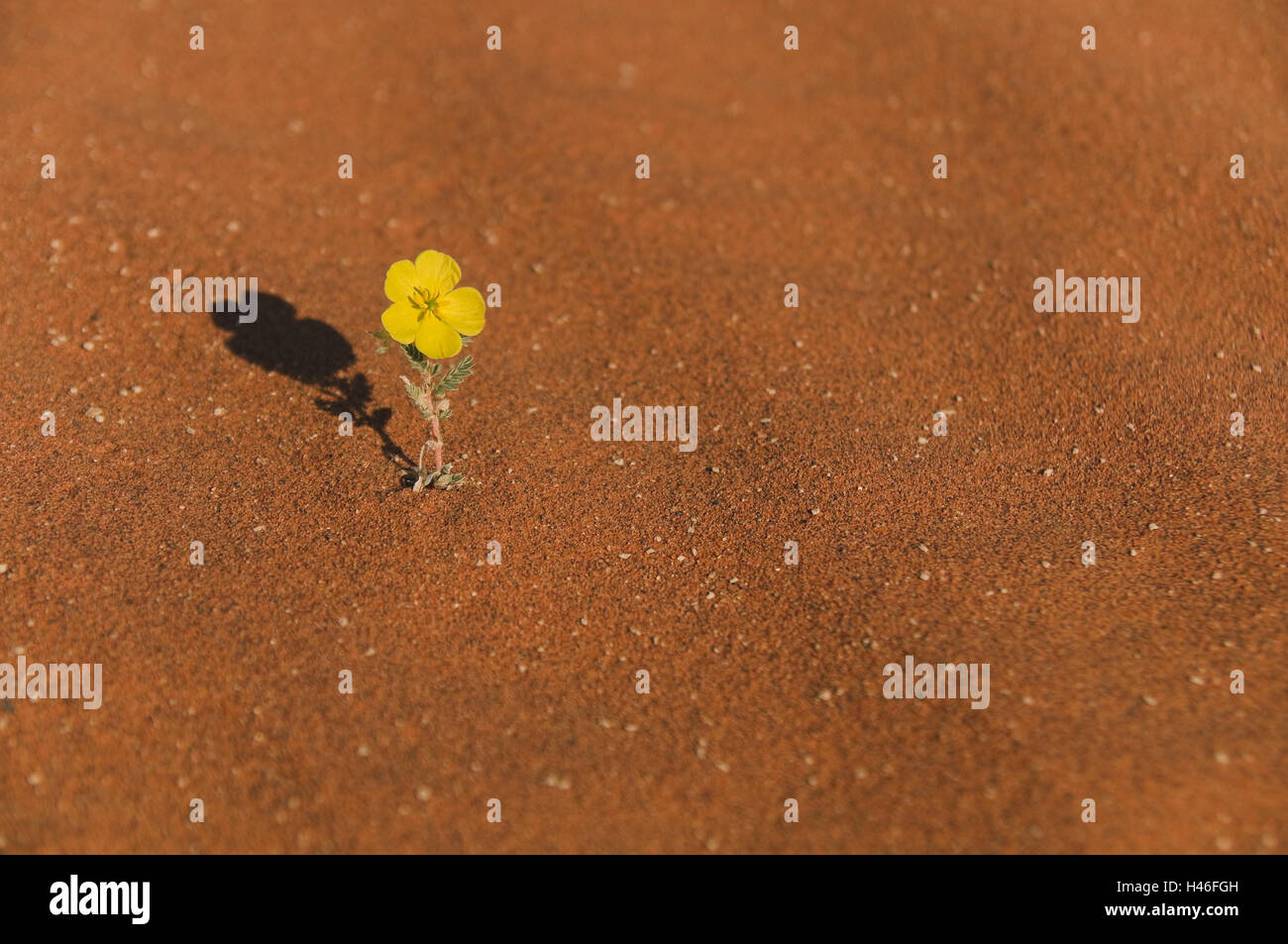 Africa, Namibia, Namib desert, lonesome wild flower in red Sand Stock ...