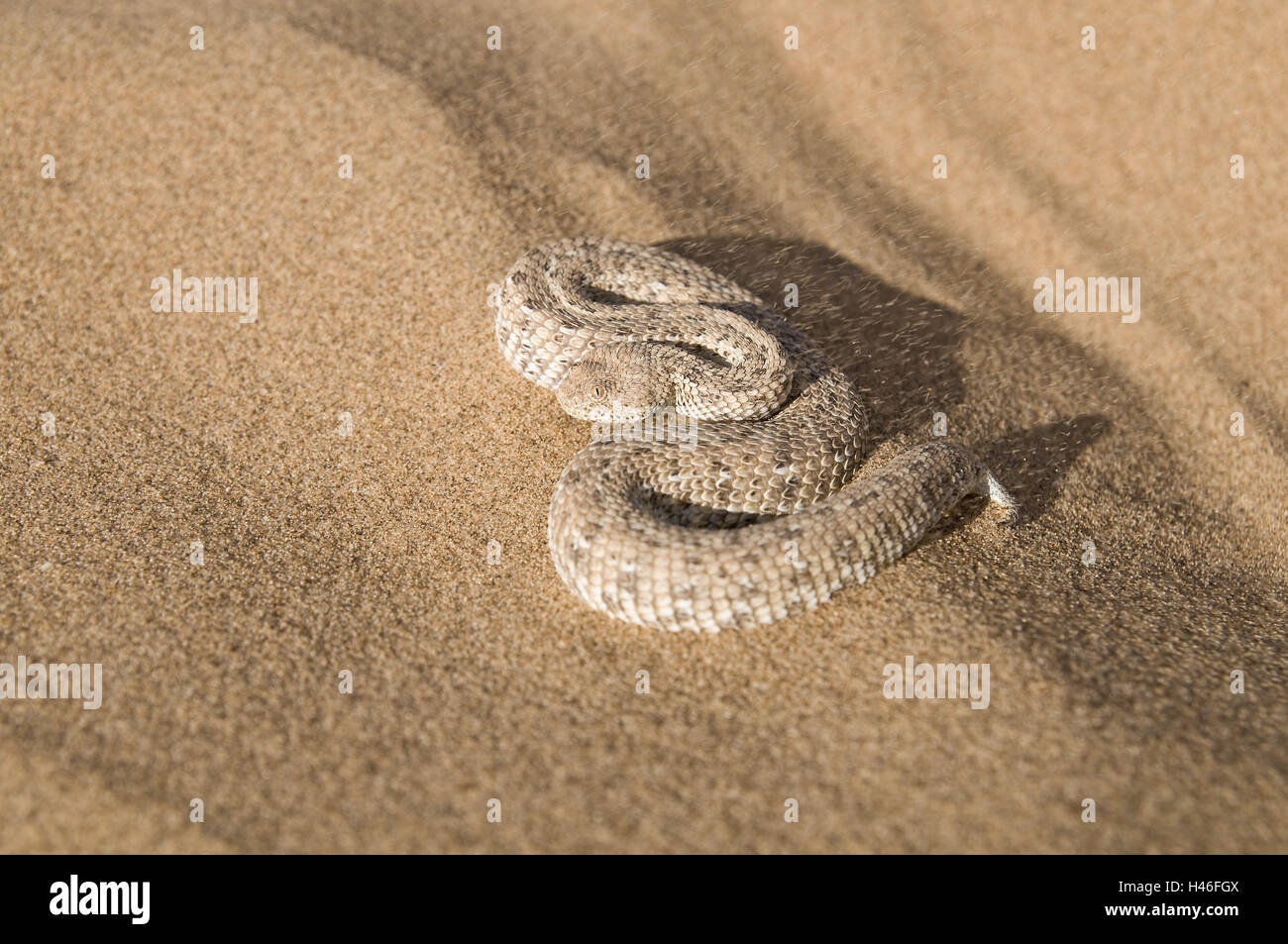 Dwarfs pouffe viper hi-res stock photography and images - Alamy