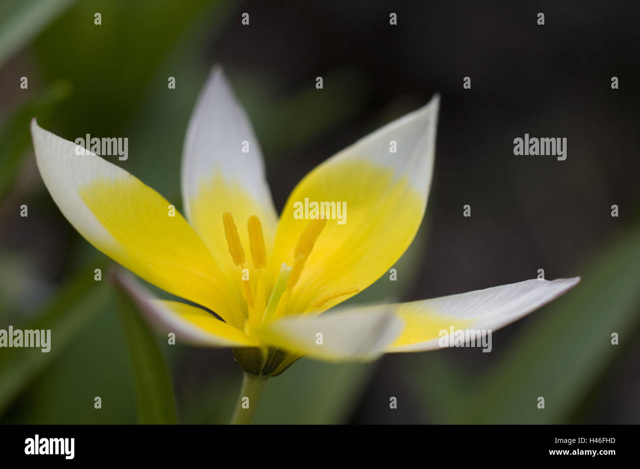 white-yellow blossom of a dwarf's tulip, Tulipa, close up Stock Photo ...