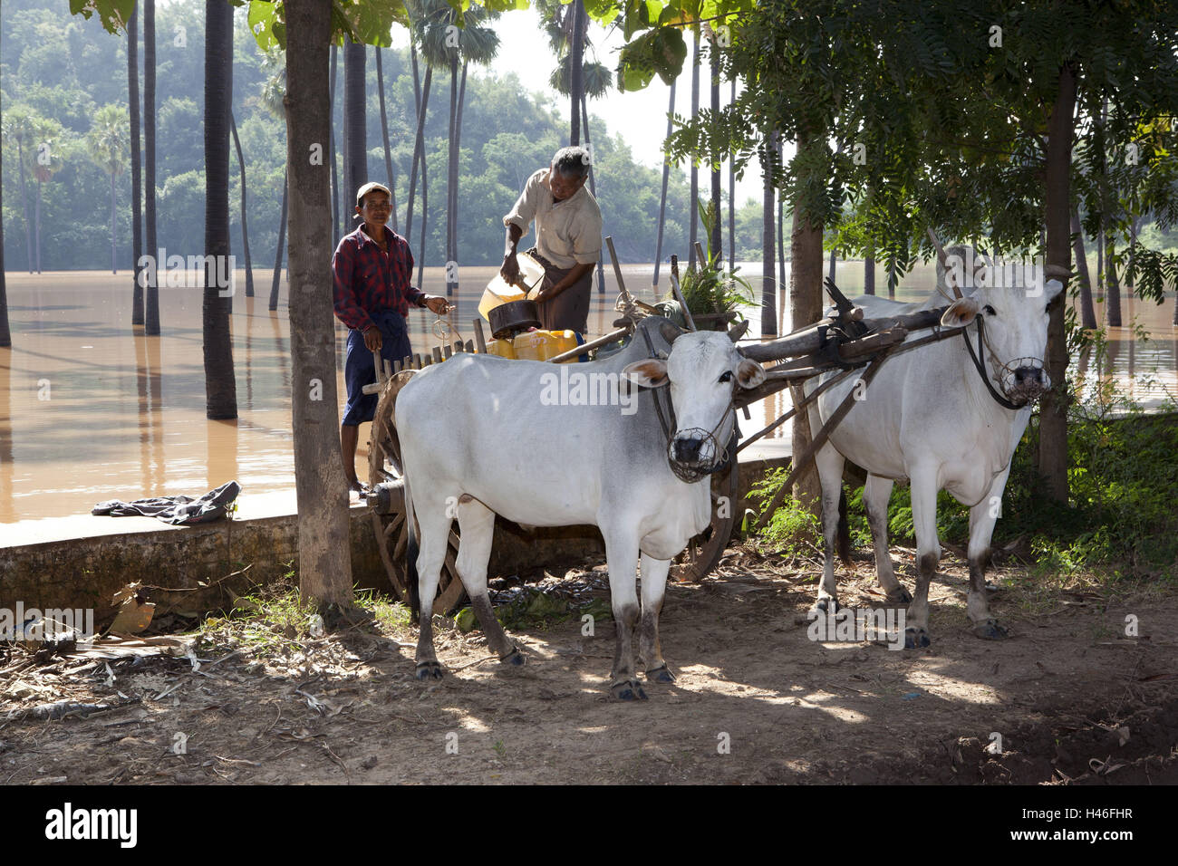 Draught oxen hi-res stock photography and images - Alamy