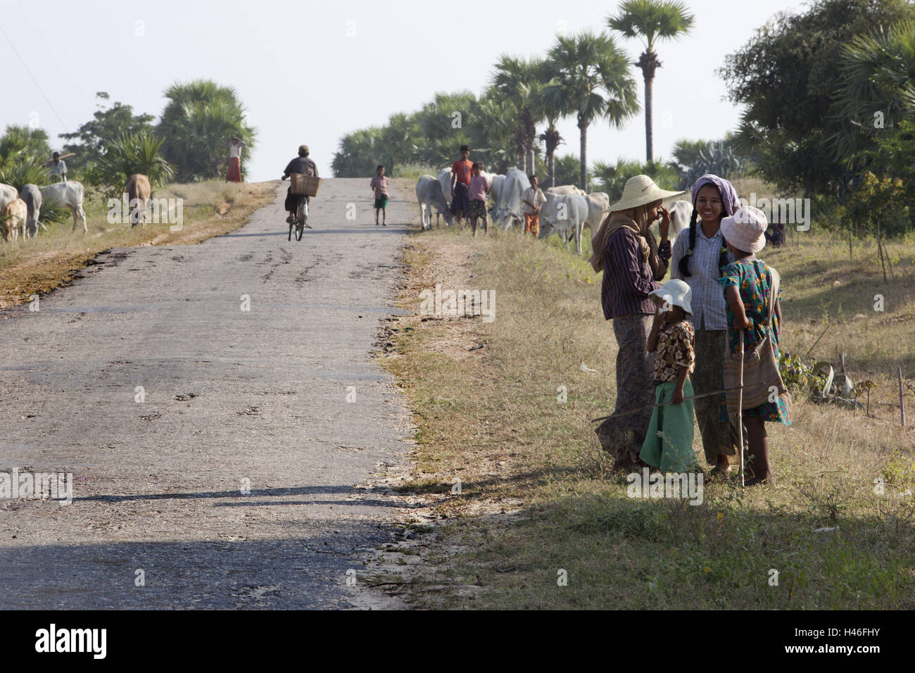 Myanmar, goat shepherd by the roadside Stock Photo - Alamy