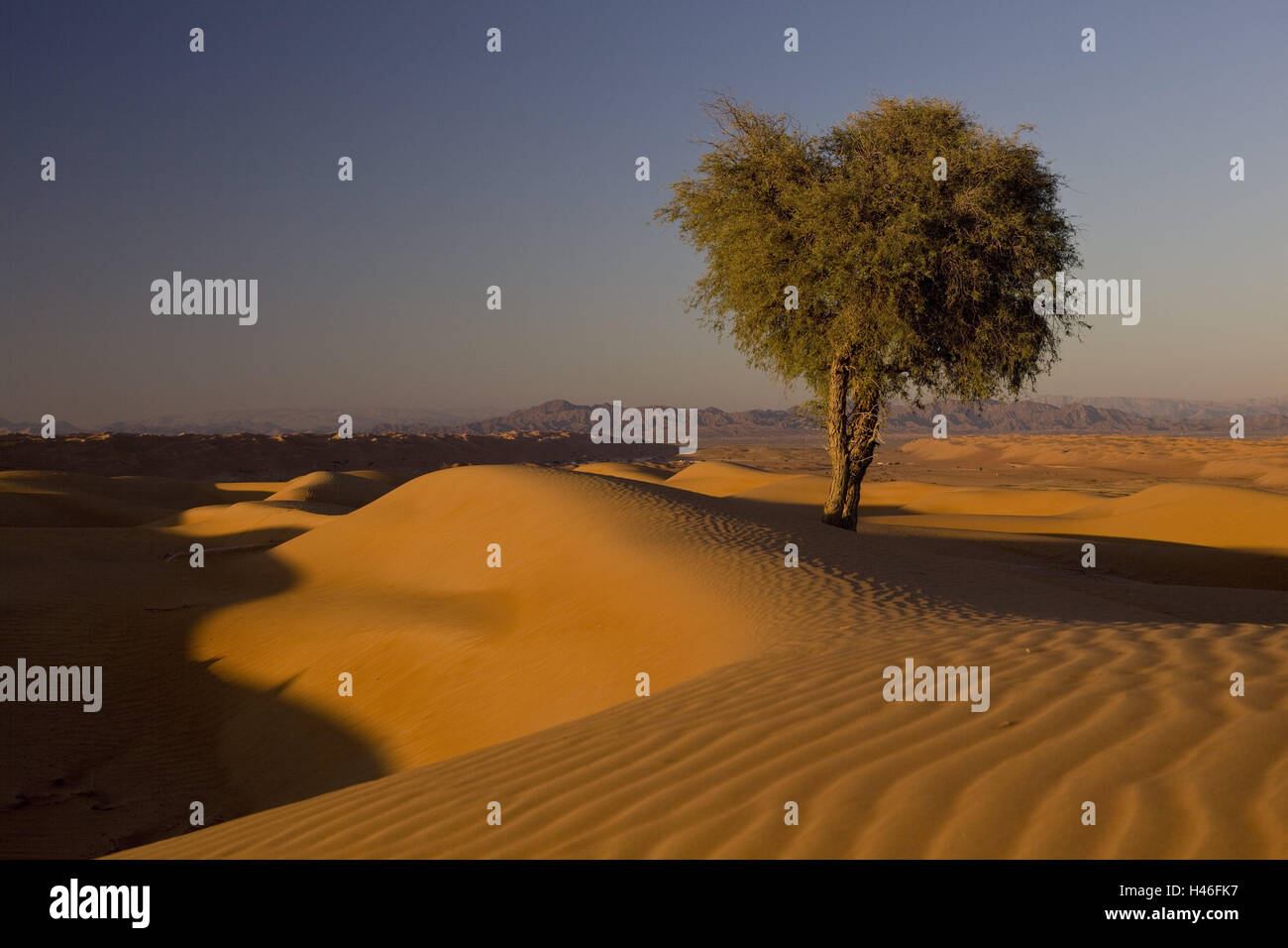 Ghaf desert tree oman hi-res stock photography and images - Alamy