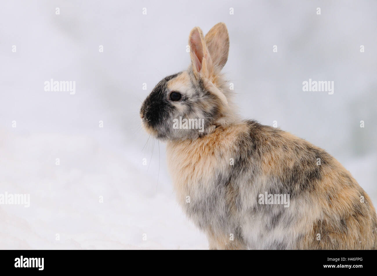 House rabbits, Oryctolagus cuniculus forma domestica, snow, winter ...