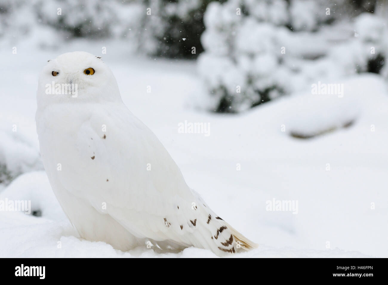 Snowy owl, snow, side view, sitting, looking at camera Stock Photo - Alamy