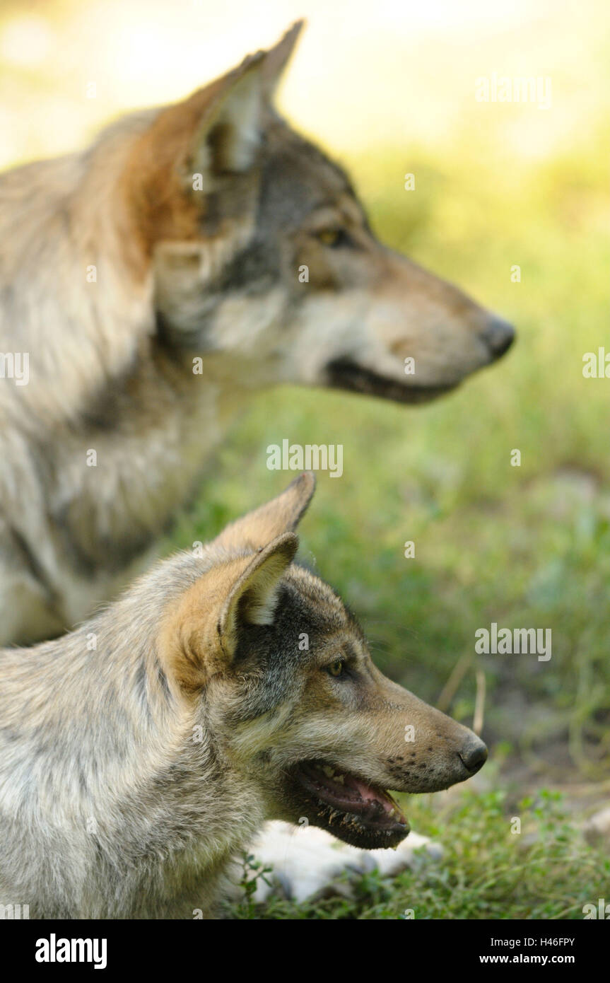 Eastern timber wolf, Canis lupus lycaon, portrait, young animal, meadow ...