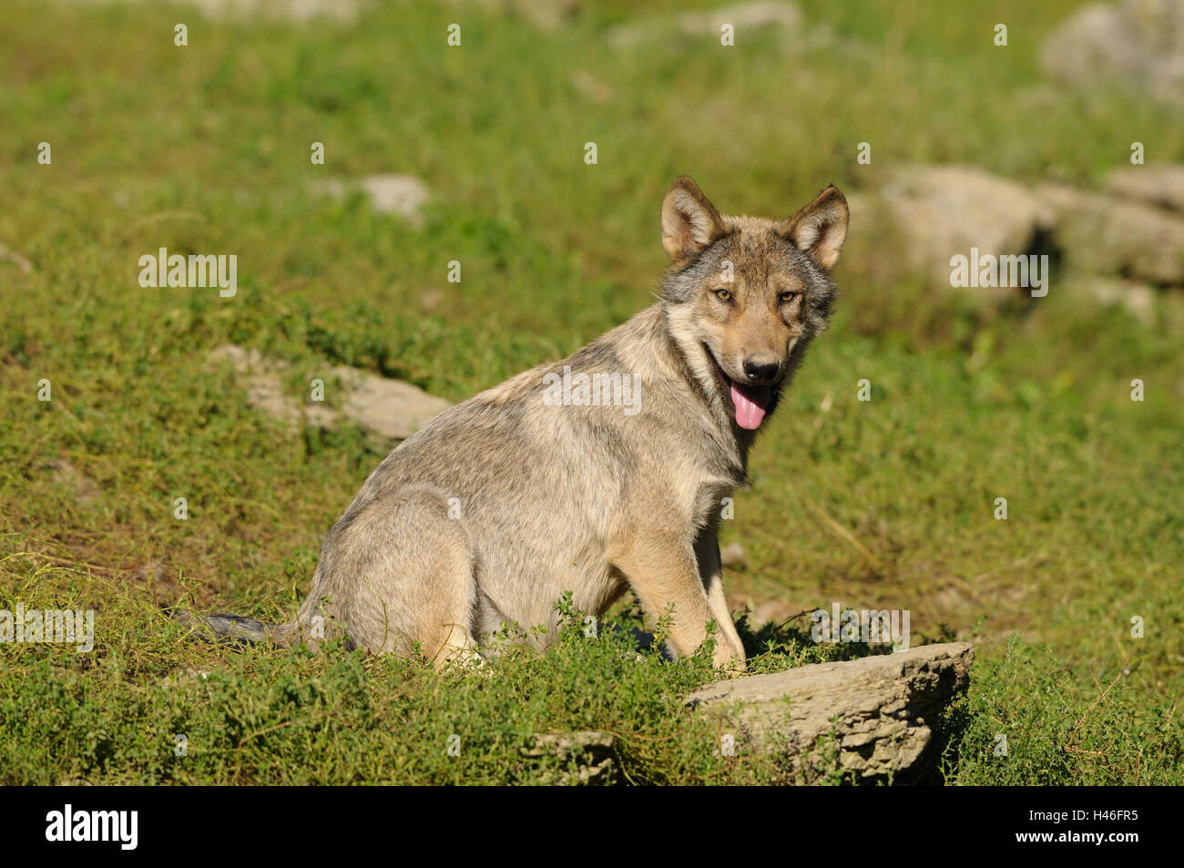 Timberwolf, Canis lupus lycaon, puppy, meadow, side view, sit, view in ...