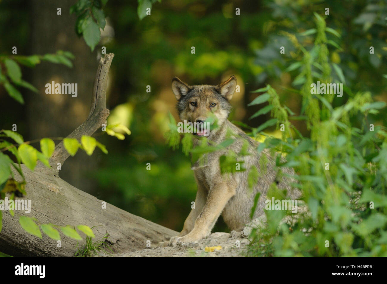 Timberwolf, Canis lupus lycaon, puppy, forest floor, wood, side view ...