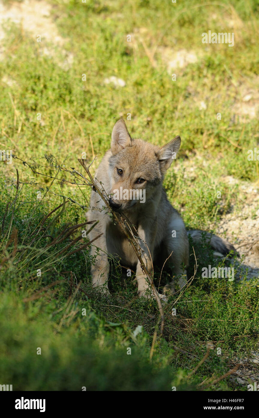 Timberwolf canis lupus lycaon head on hi-res stock photography and ...