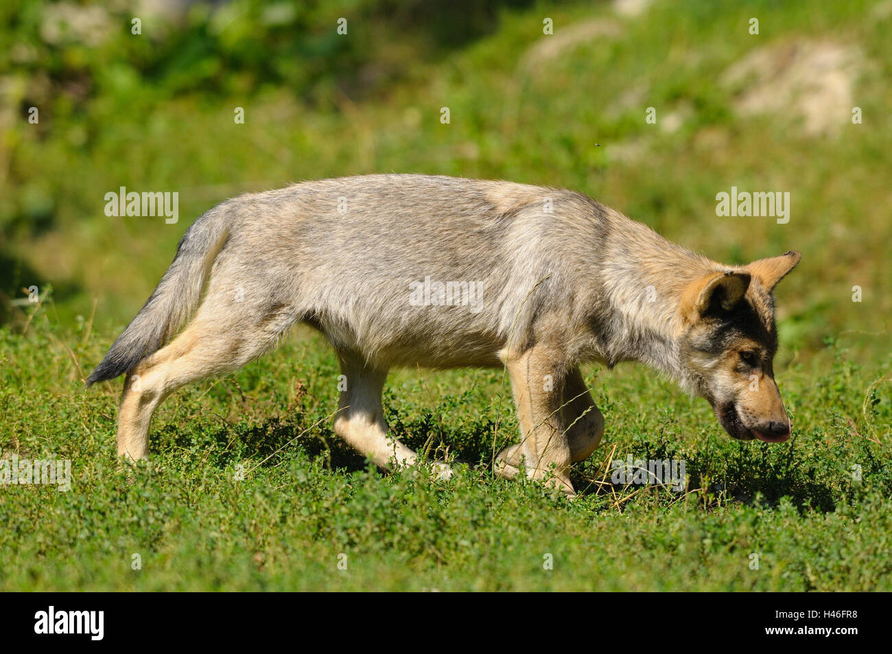 Timberwolf, Canis lupus lycaon, puppy, meadow, side view, run, Germany ...