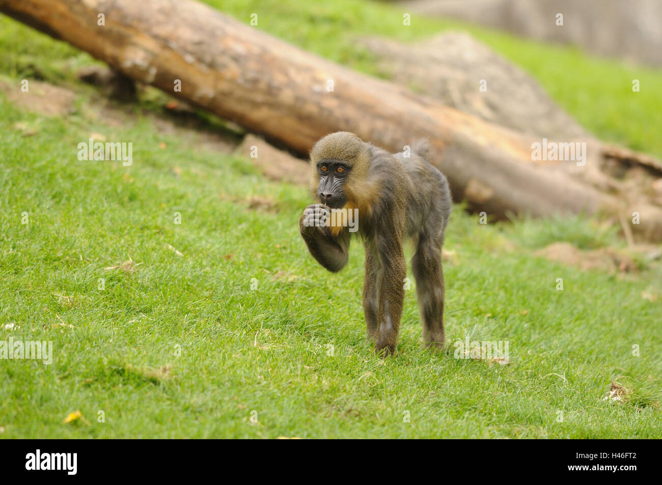 Mandrill, Mandrillus sphinx, meadow, front view, standing Stock Photo ...