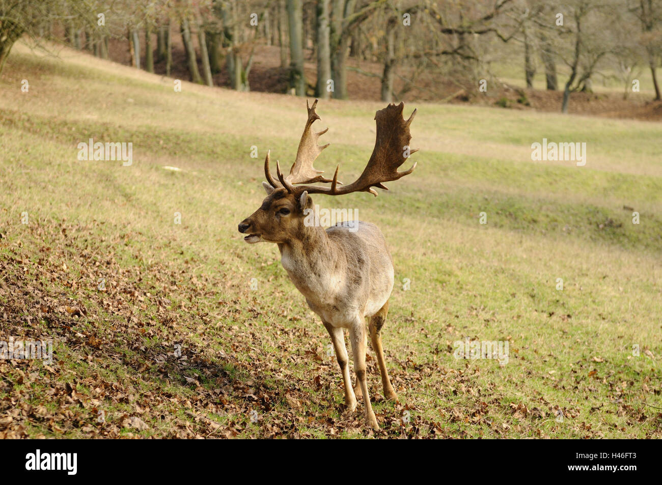 Fallow deer, Cervus dama, male, landscape, front view, standing ...